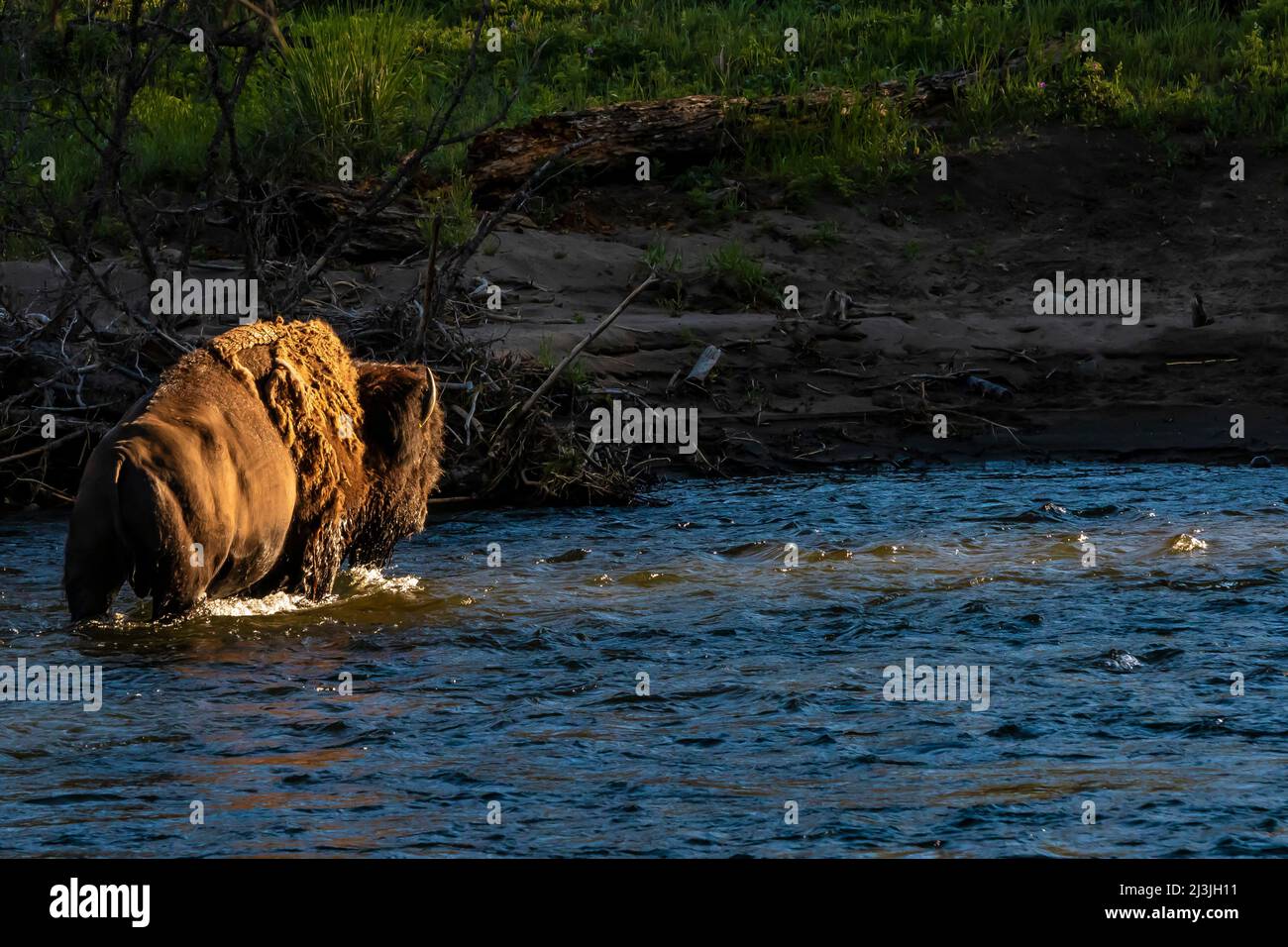 Buffalo crossing Slough Creek in Yellowstone National Park, USA Stock ...