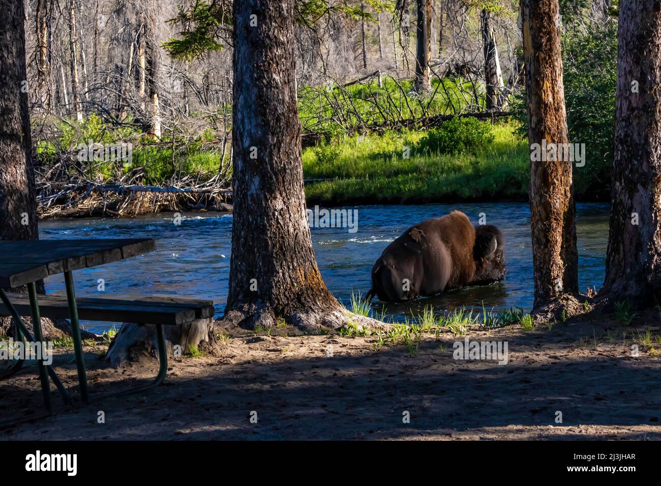 Buffalo crossing Slough Creek in Yellowstone National Park, USA Stock ...
