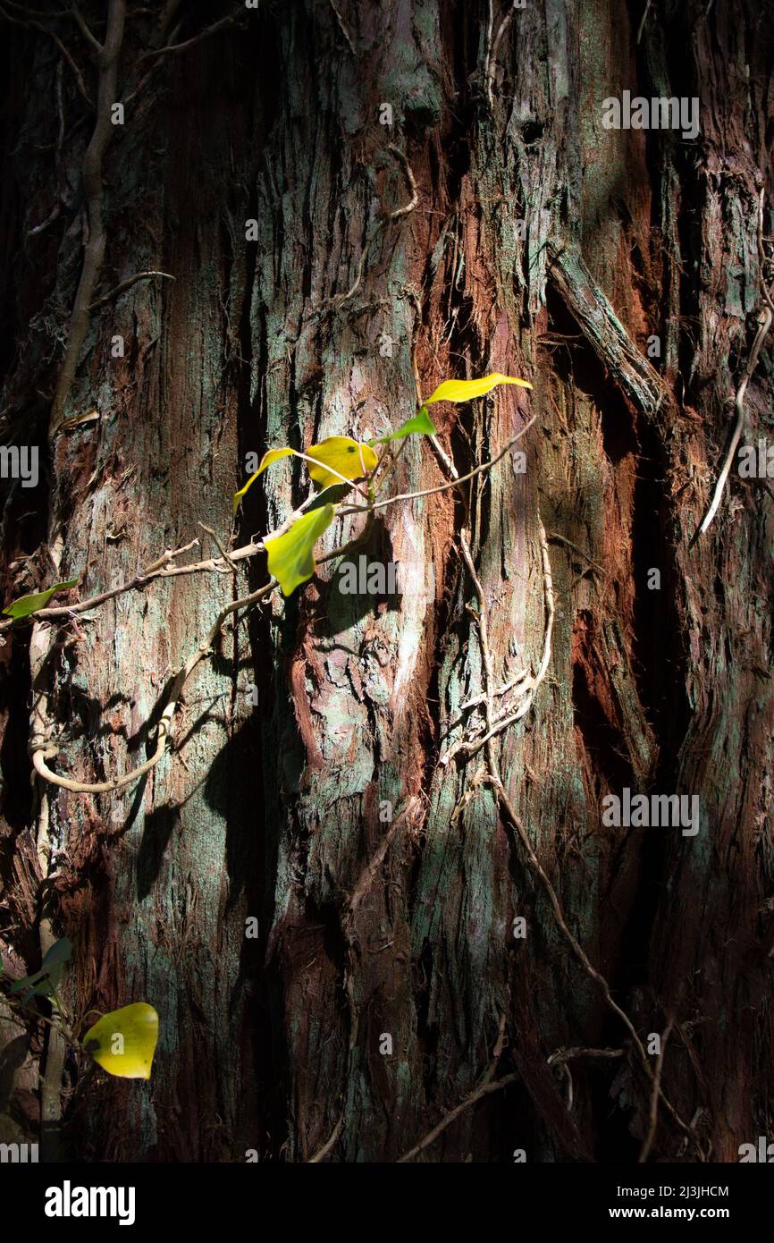 ancient pine tree bark detail with ivy vine and shadows Stock Photo - Alamy