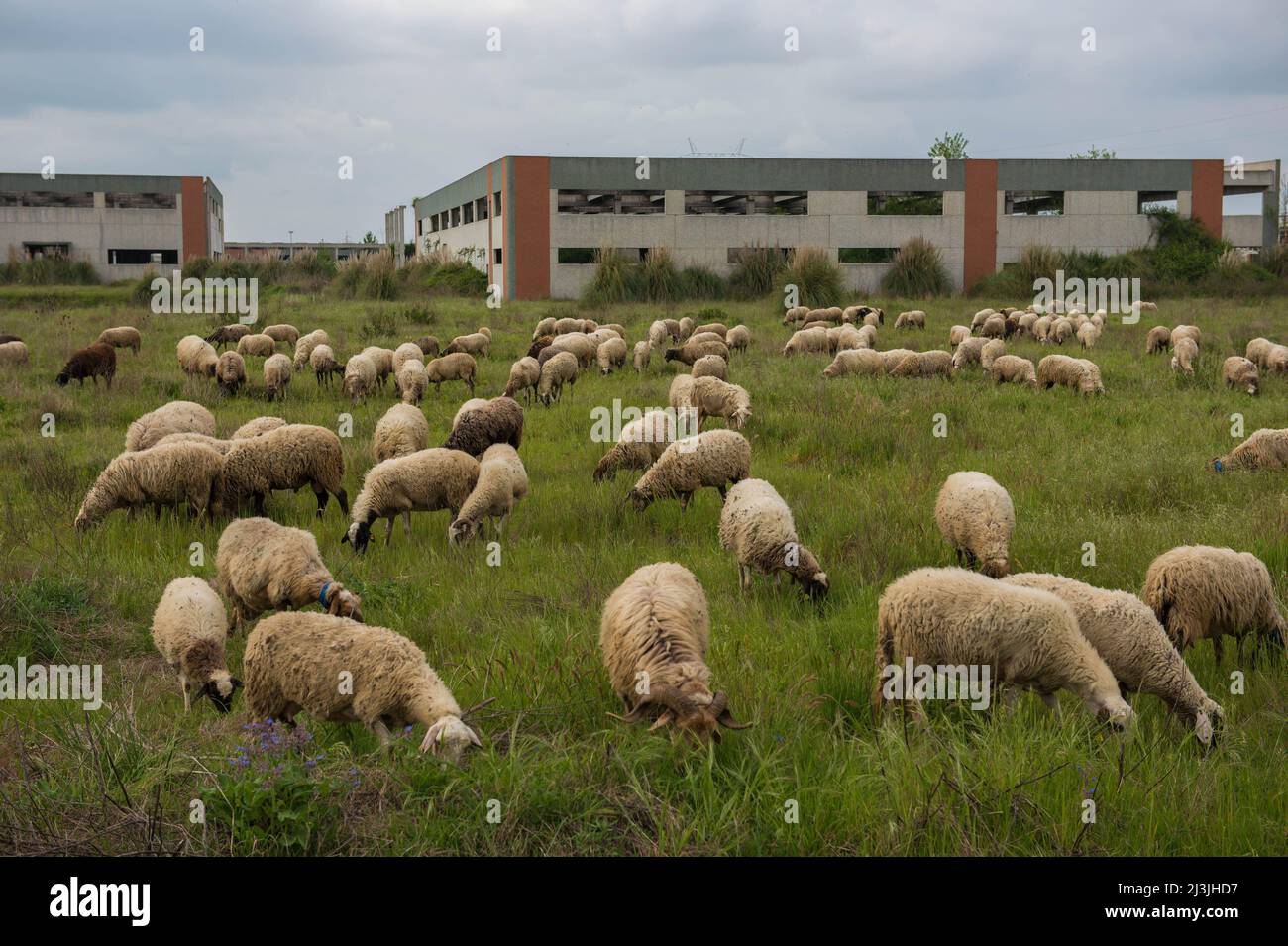 Teverola hi-res stock photography and images - Alamy