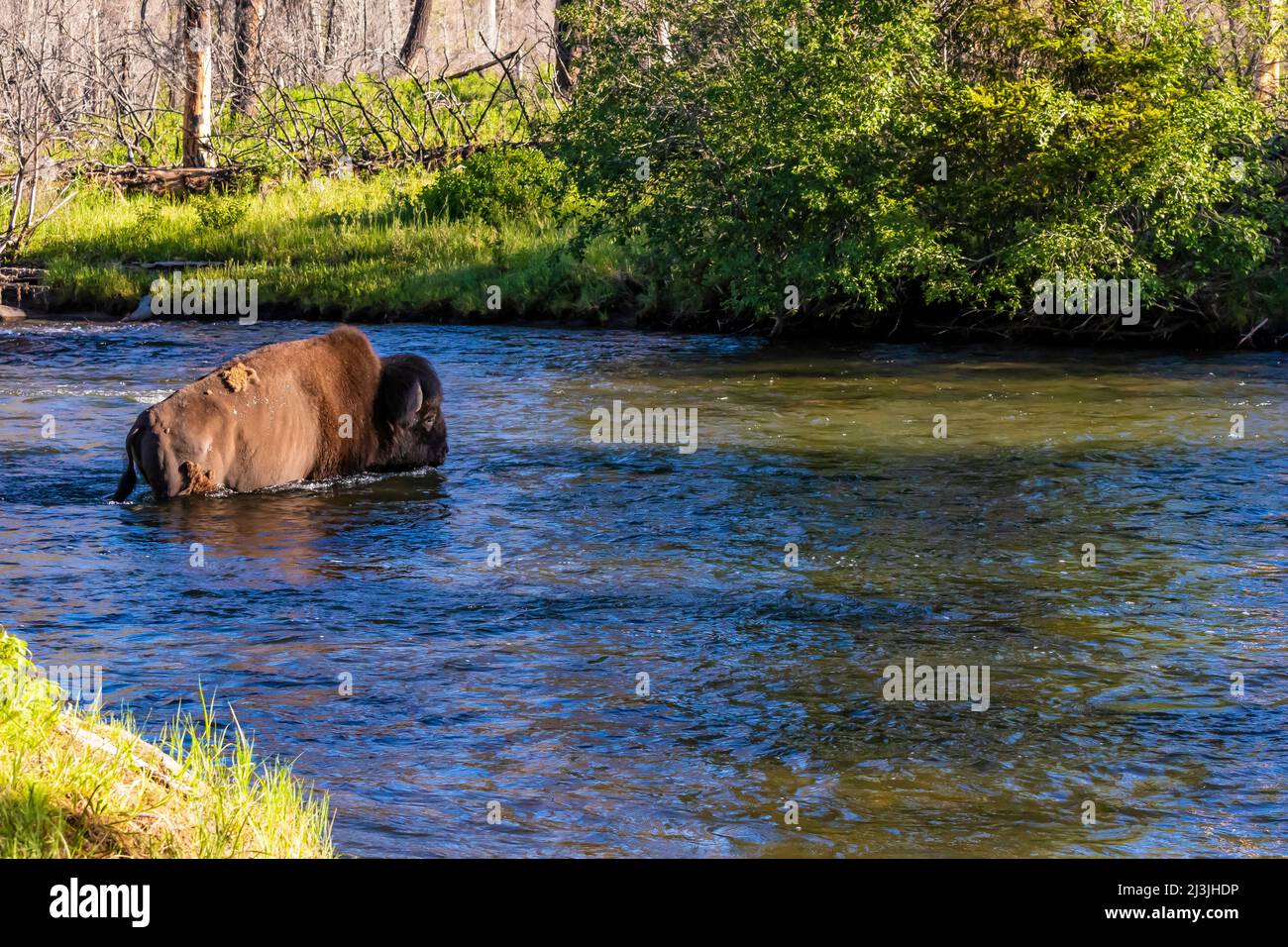 Bison yellowstone slough hi-res stock photography and images - Alamy
