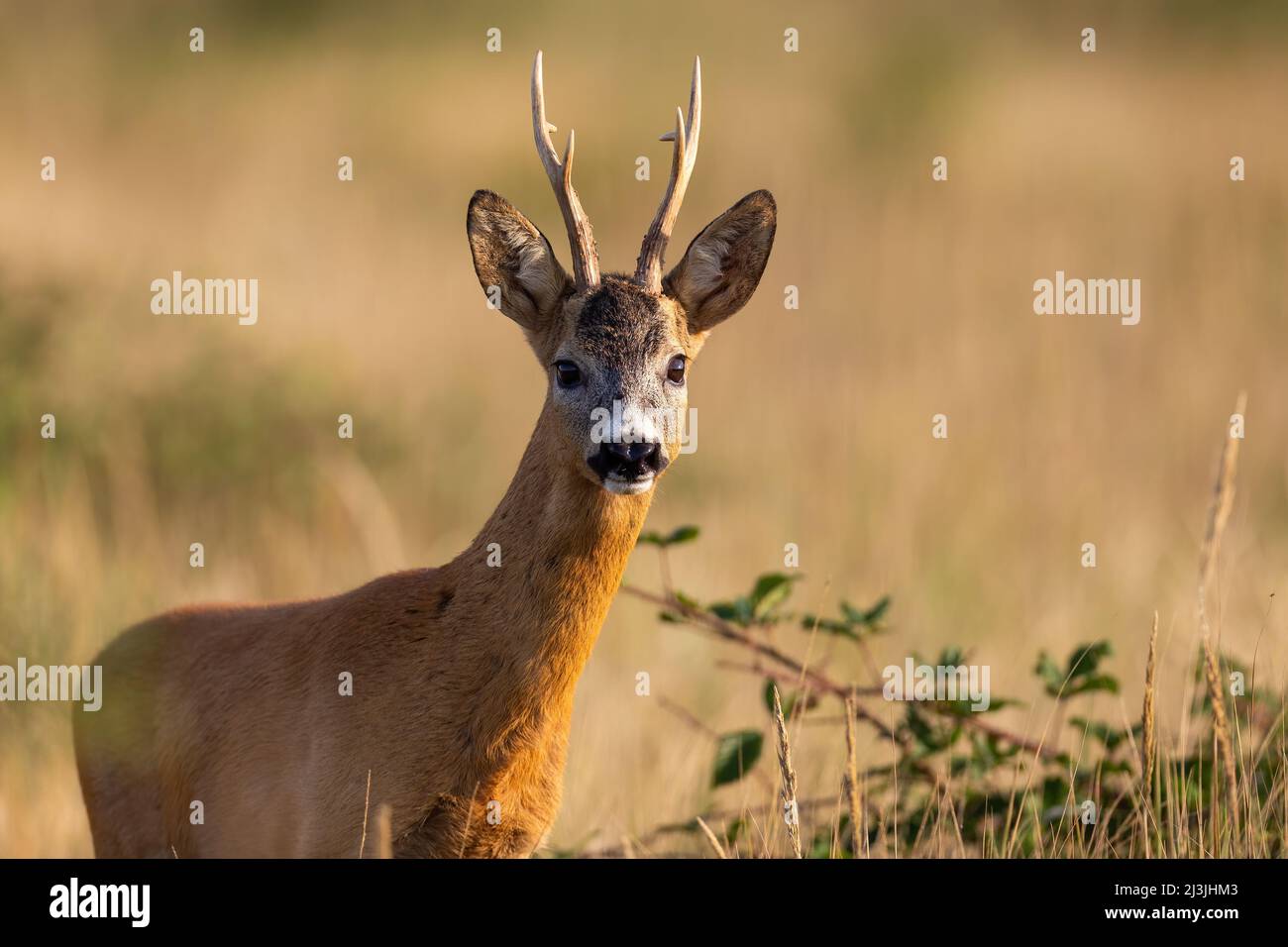 Close-up view of a roe deer alert buck facing camera on summer meadow ...
