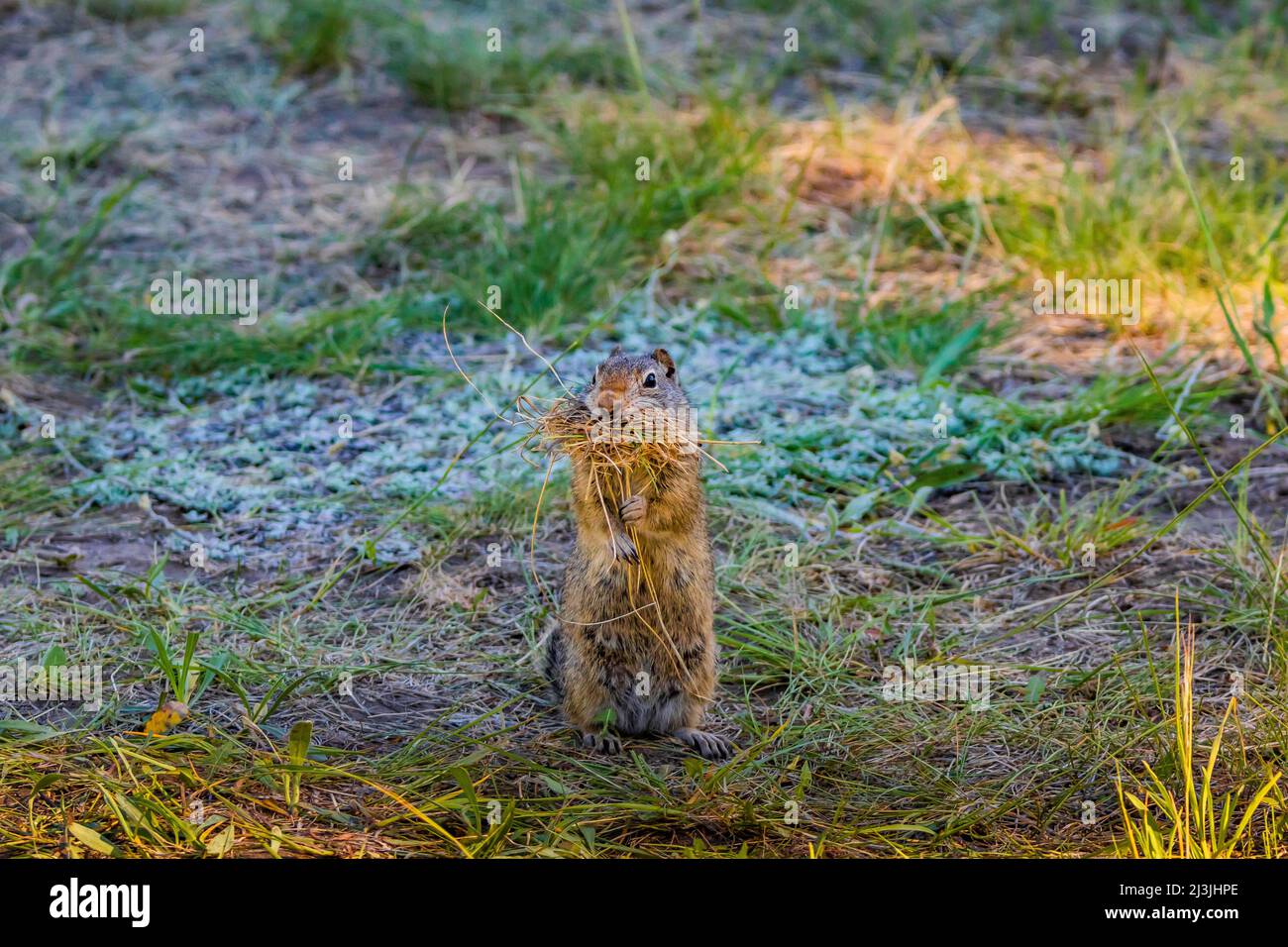 Uinta Ground Squirrel, Spermophilus armatus, gathering grasses to line ...