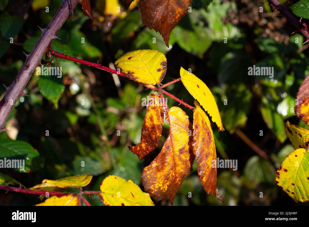 autumn bramble leaves isolated on a natural green background Stock Photo - Alamy