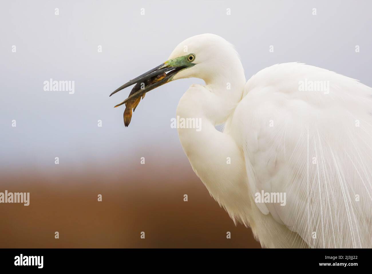 Great egret hunting fisht in wetland in spring in close up Stock Photo ...