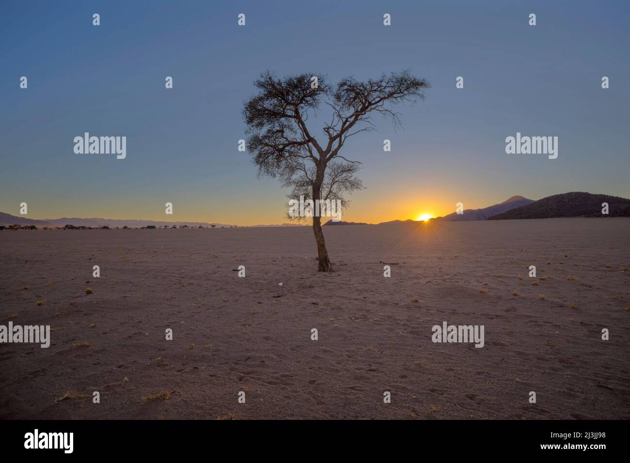 Lone camel thorn tree in arid Namib Desert Namibia Stock Photo - Alamy