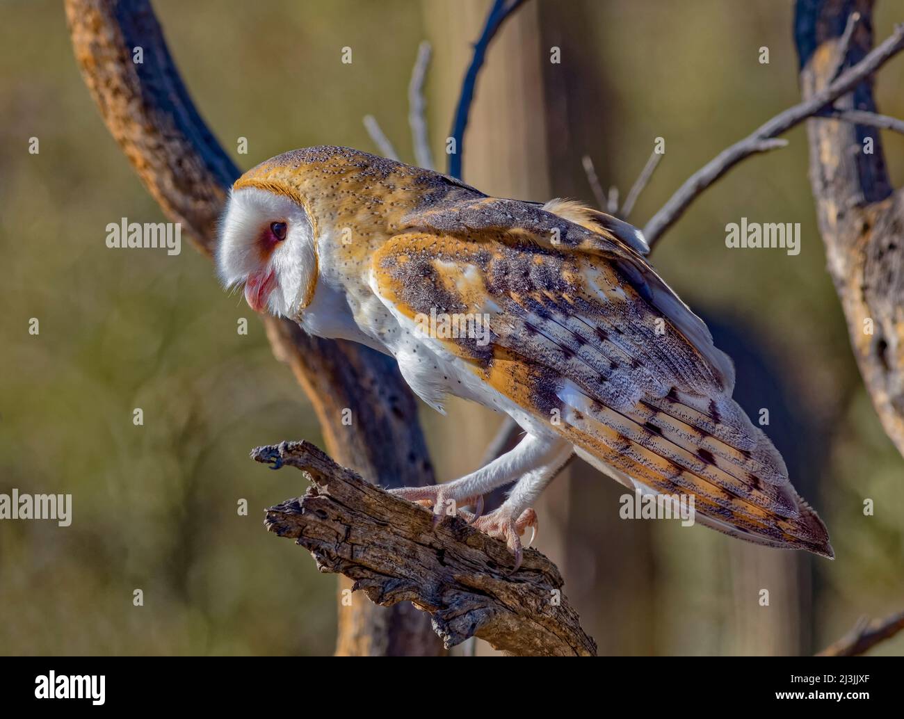 Barn Owl, Tyto alba Stock Photo - Alamy