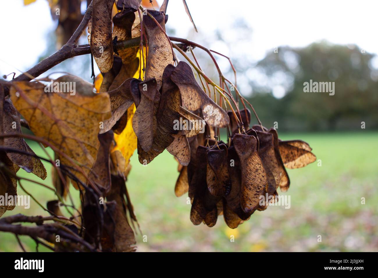 autumn seeds and leaves isolated on a natural green background Stock ...
