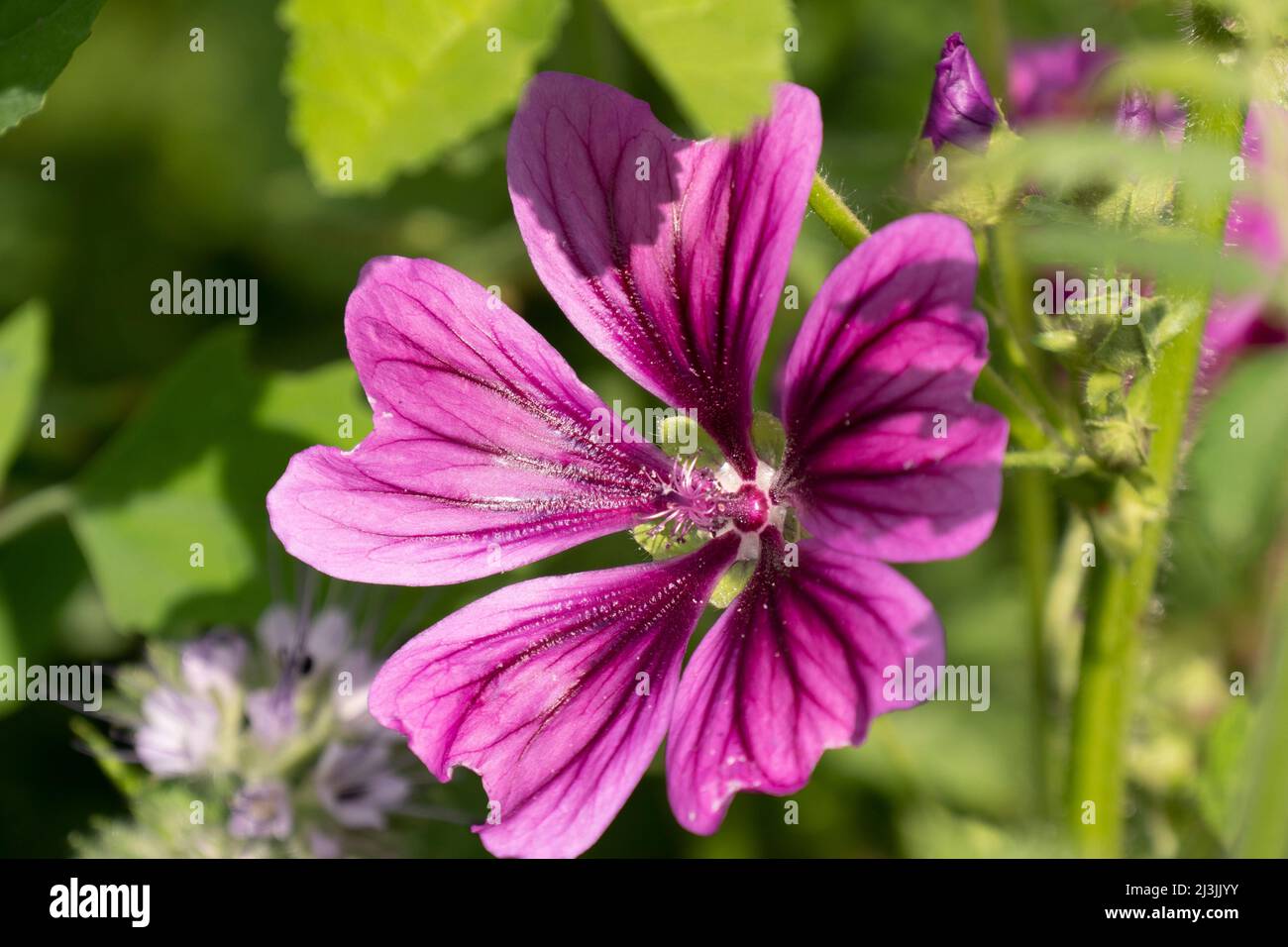 Striped geranium High Resolution Stock Photography and Images - Alamy