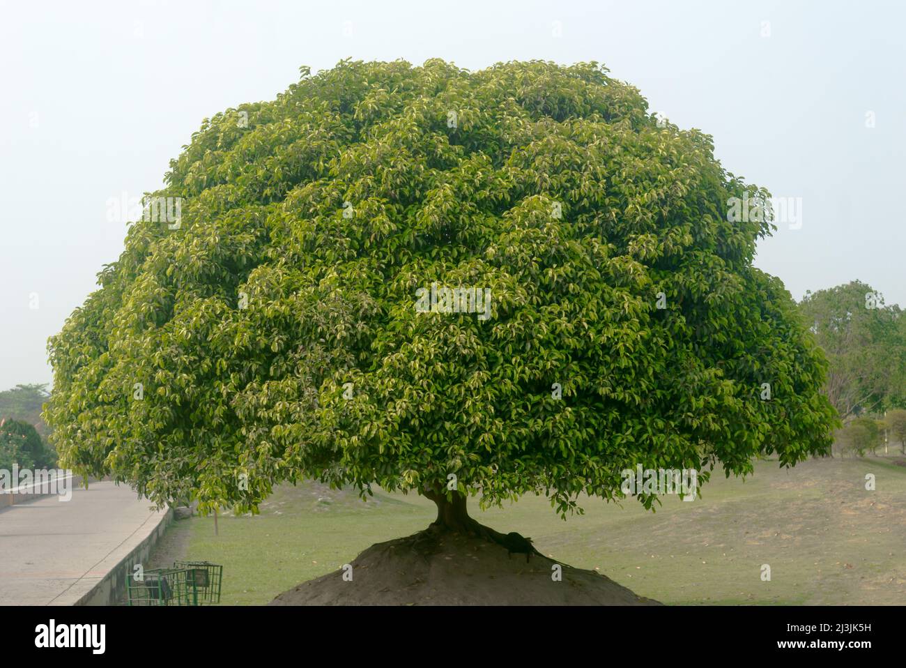 A beautiful tree on a garden in summer sunset sunlight. Nature ...