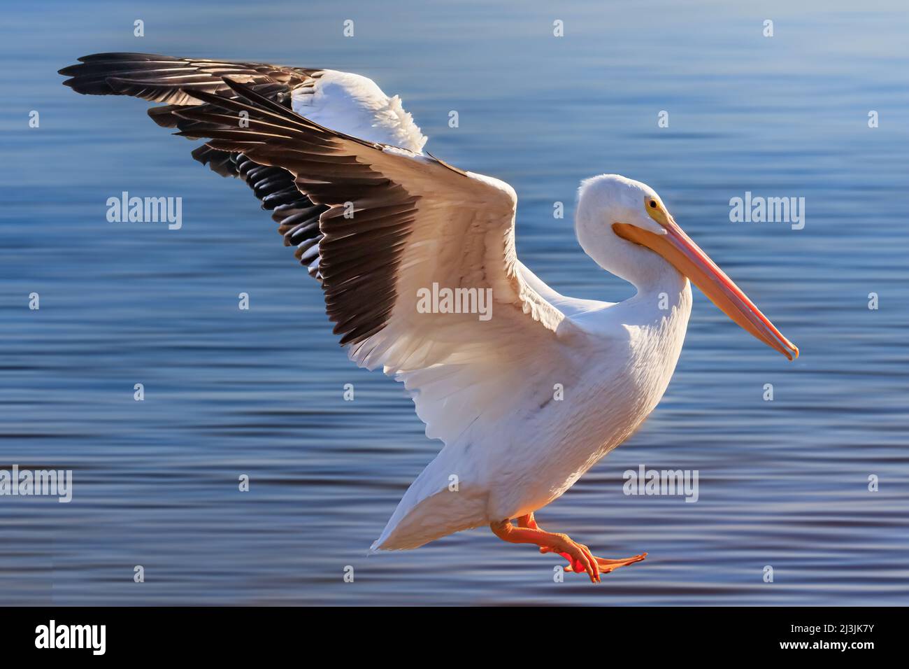 American White Pelican (Pelecanus erythrorhynchos) at Lake Hefner in ...