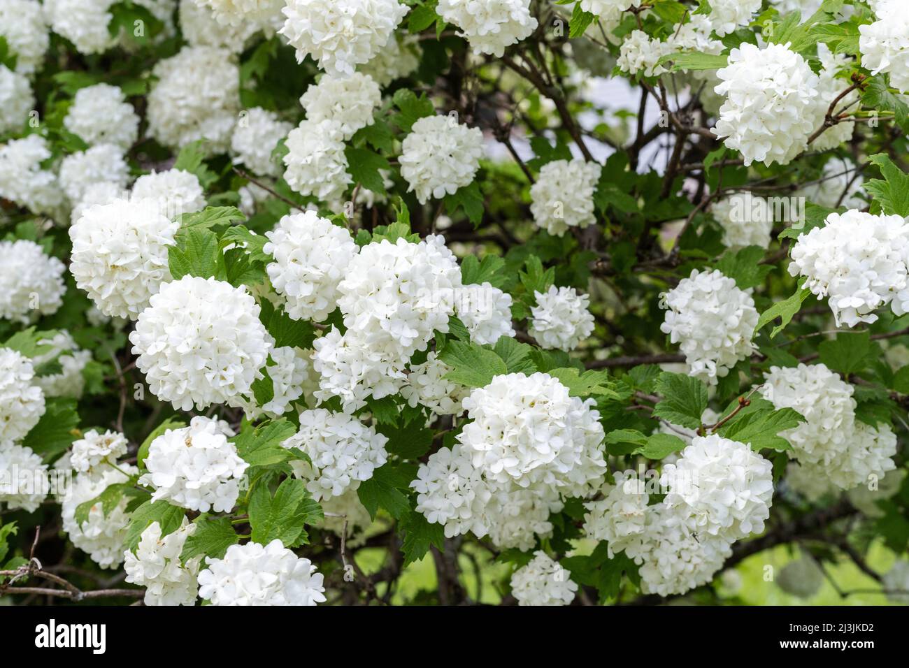 White flowers on a bush, natural spring background. Selective focus ...