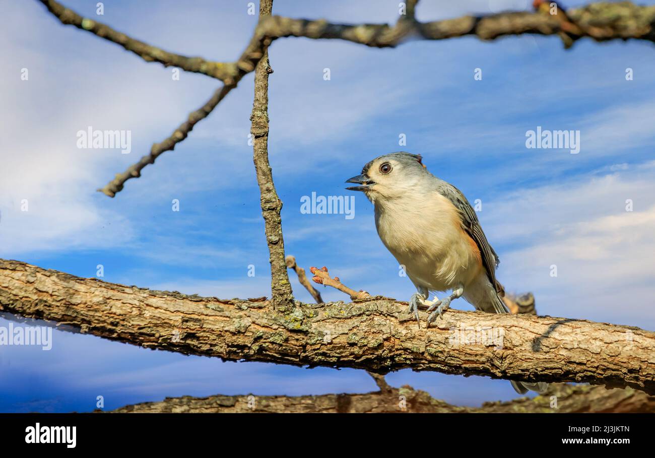 Tufted Titmouse (Baeolophus bicolor) in a tree in Edmond, OK Stock ...