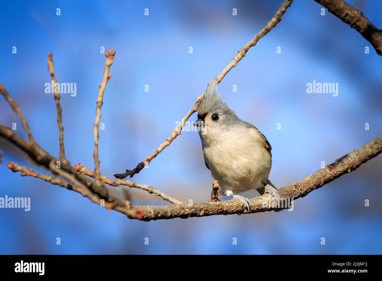 Tufted Titmouse (Baeolophus bicolor) in a tree in Edmond, OK Stock ...