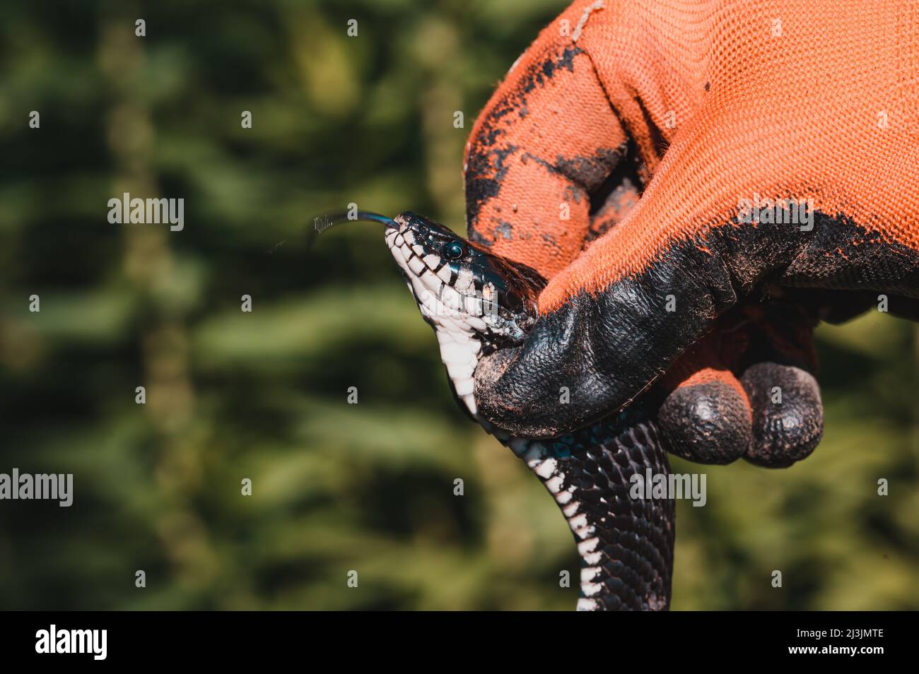 Snake in human hands, Natrix is a genus of non-venomous snakes of the ...