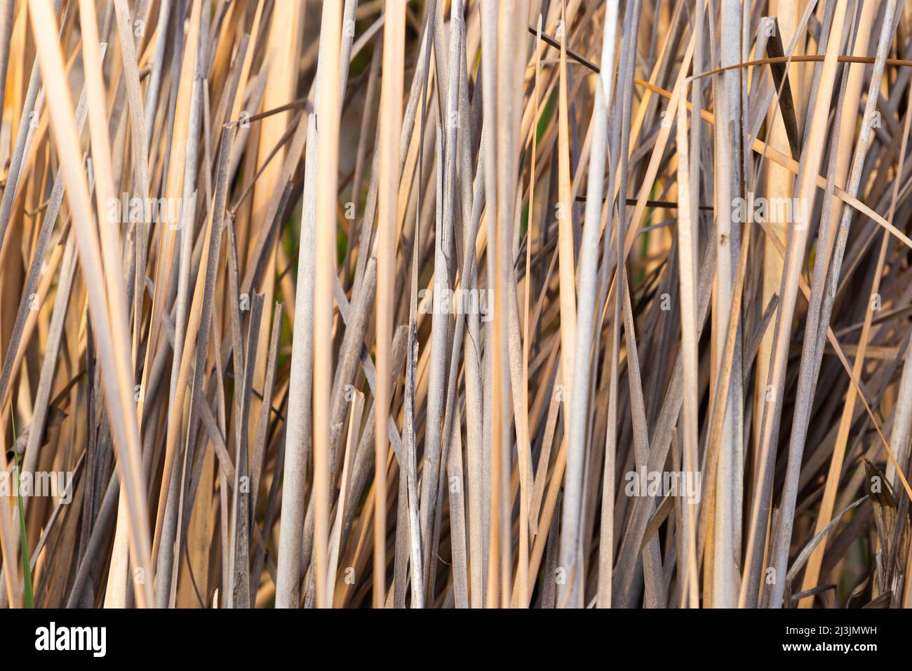 Dry reed background, dry grass texture. Selective focus Stock Photo - Alamy
