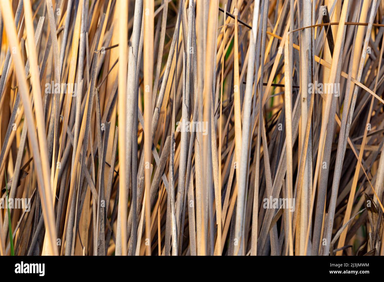 Reed background hi-res stock photography and images - Alamy