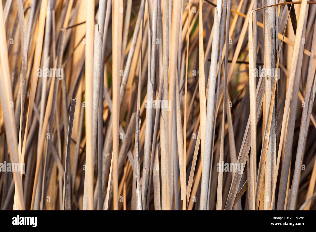 Dry reed background, dry grass texture. Selective focus Stock Photo - Alamy