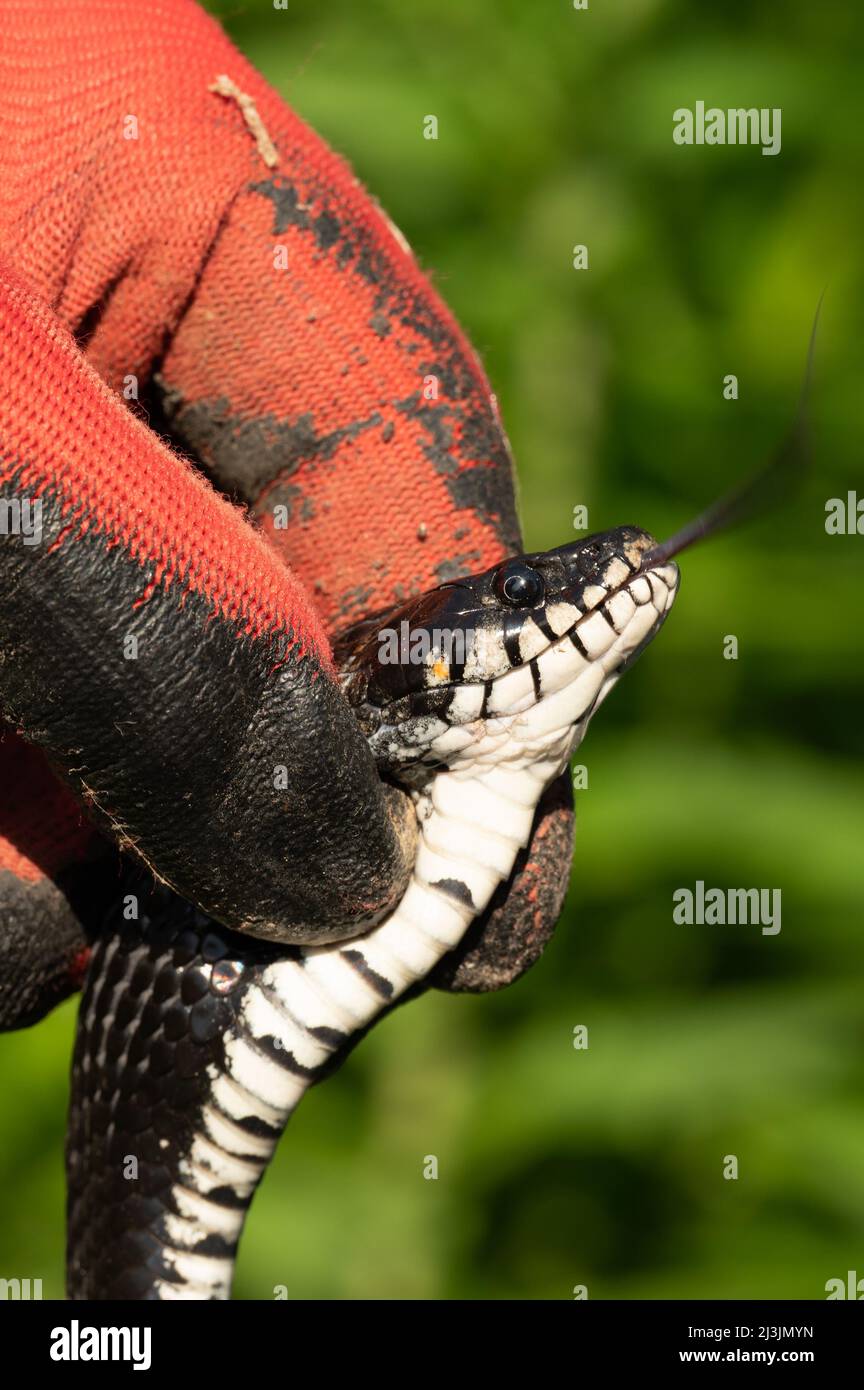 Snake in human hands, Natrix is a genus of non-venomous snakes of the ...