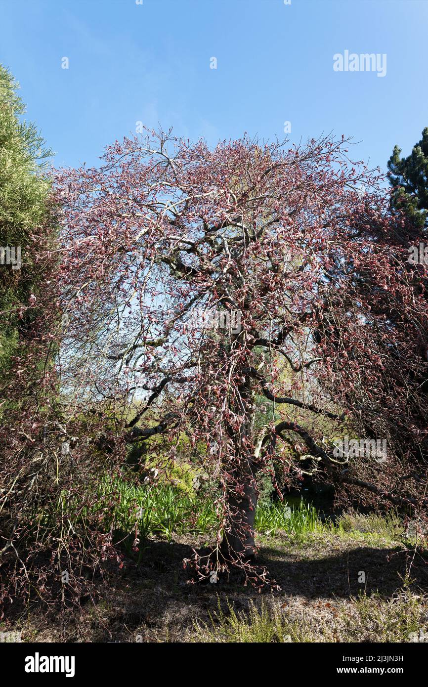 Acer palmatum 'Ever Red' Japanese maple tree Stock Photo - Alamy