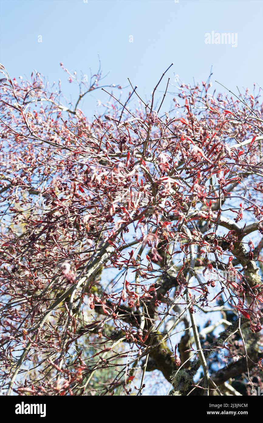 Acer palmatum 'Ever Red' Japanese maple tree Stock Photo - Alamy