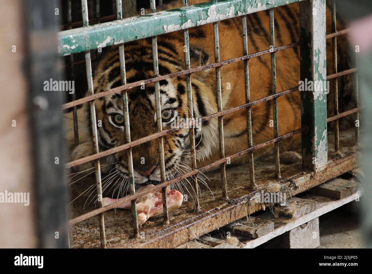 DNIPRO, UKRAINE - APRIL 8, 2022 - A tiger stays in a cage after its ...