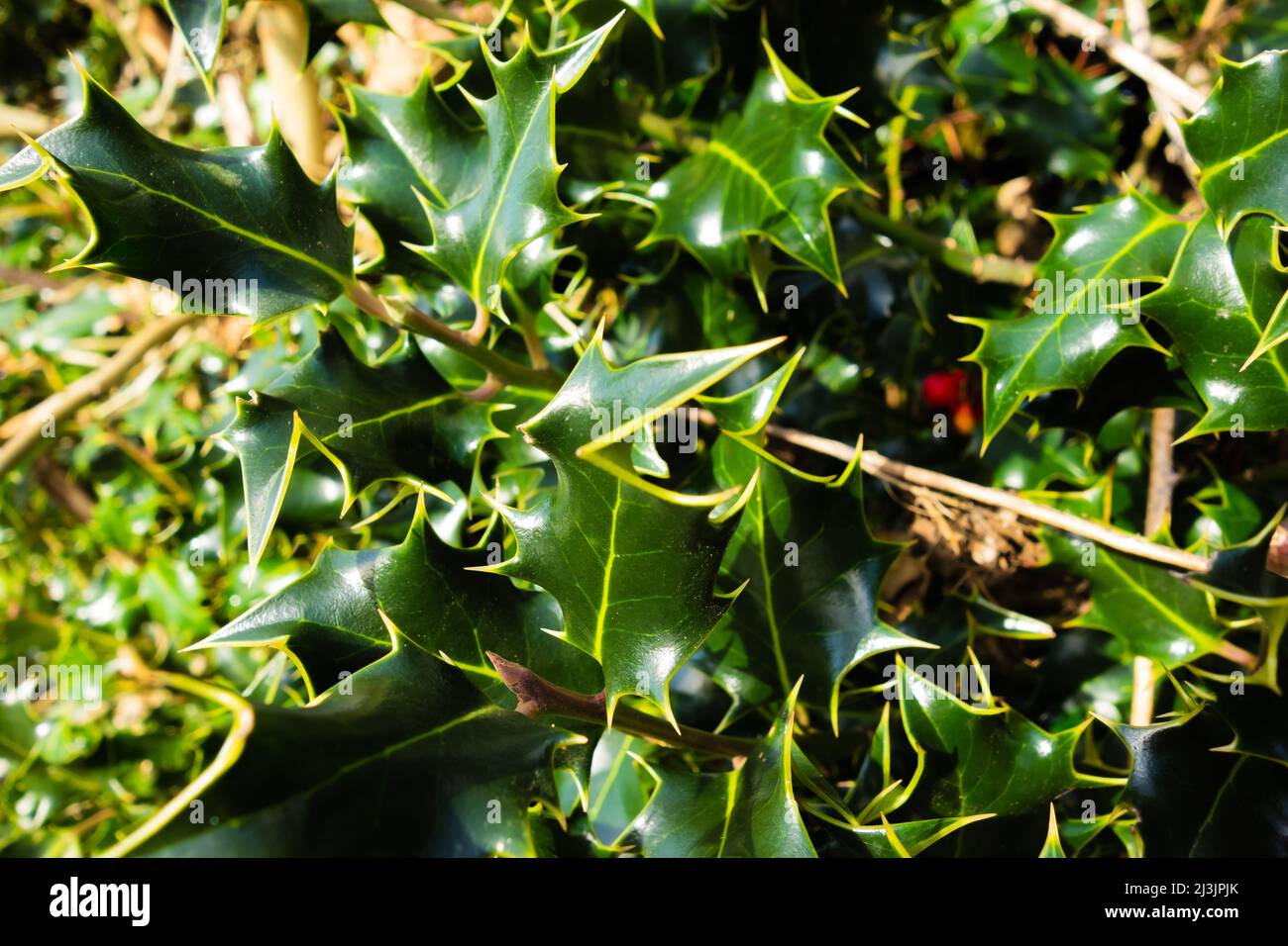 Blooming ilex aquifolium hi-res stock photography and images - Alamy