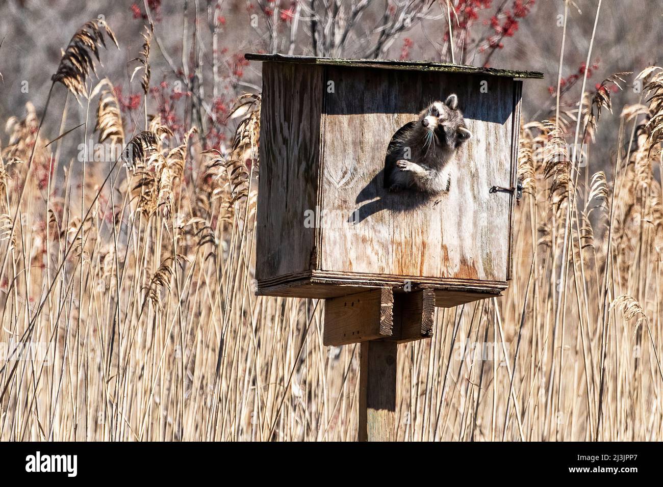Adult raccoon in barn owl box Stock Photo - Alamy