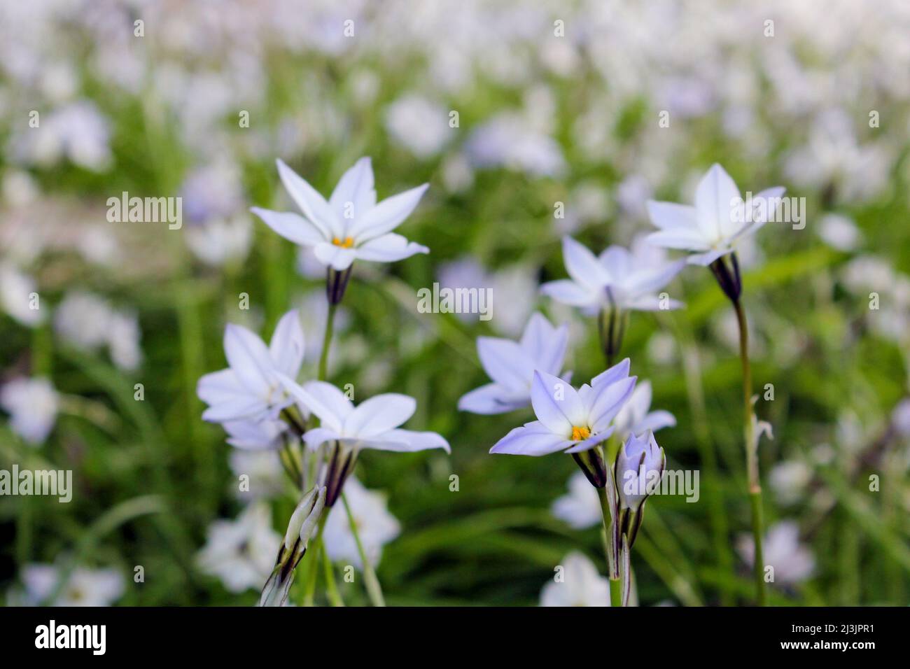 Springstar hi-res stock photography and images - Alamy