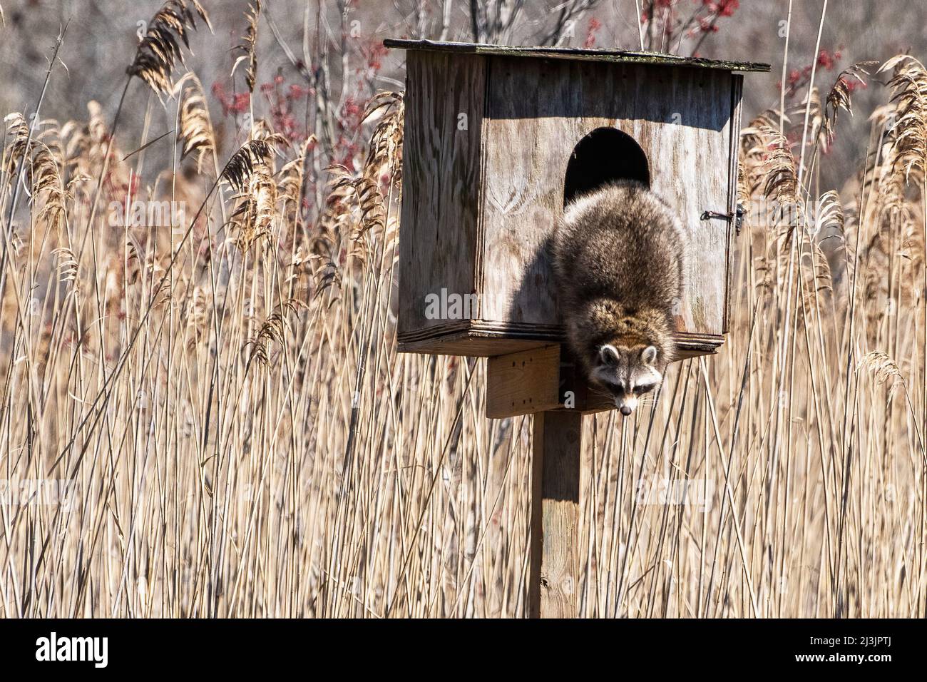 Adult raccoon in barn owl box Stock Photo - Alamy