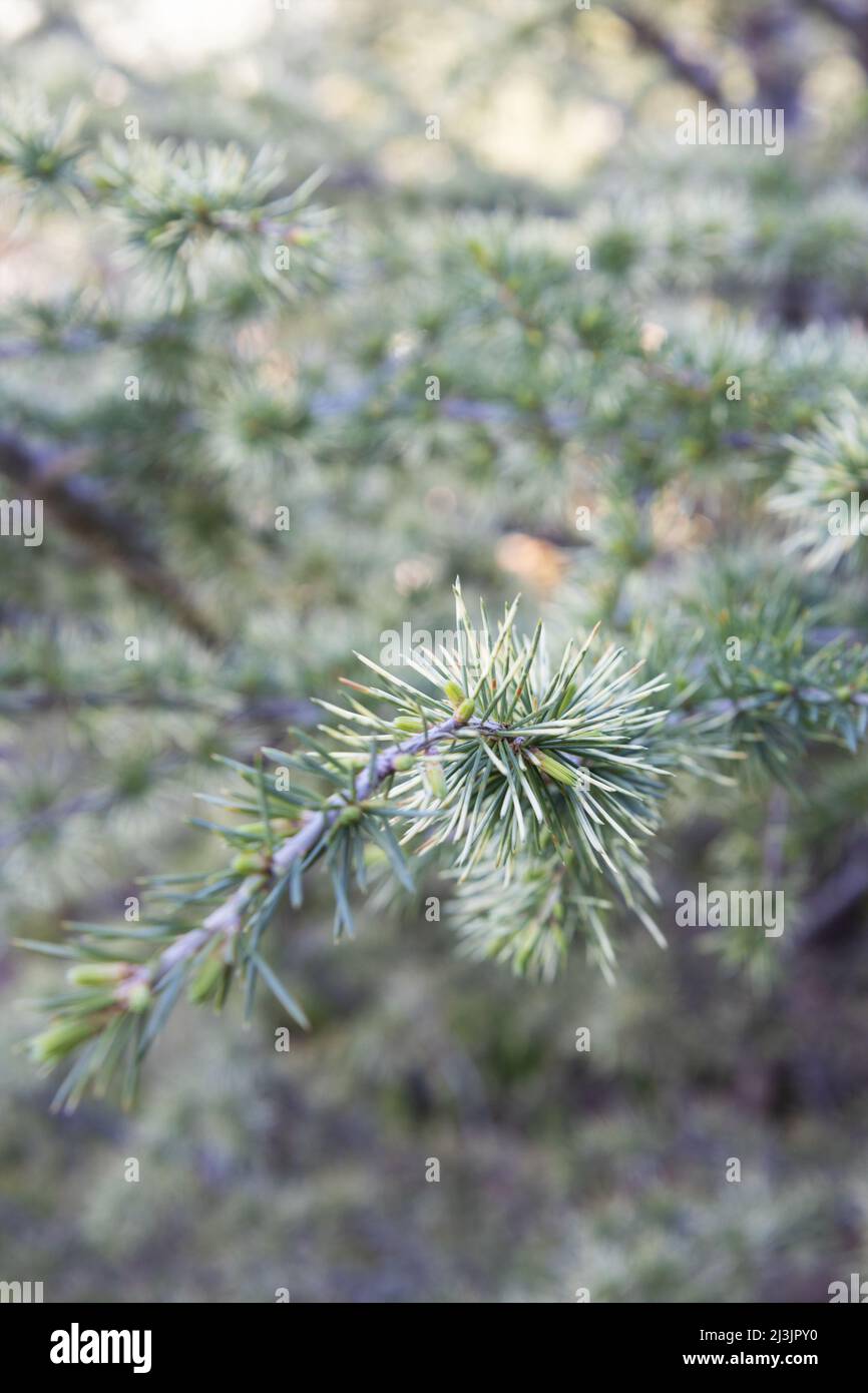 Cedrus atlantica 'Sahara Ice' Atlas cedar close up Stock Photo - Alamy