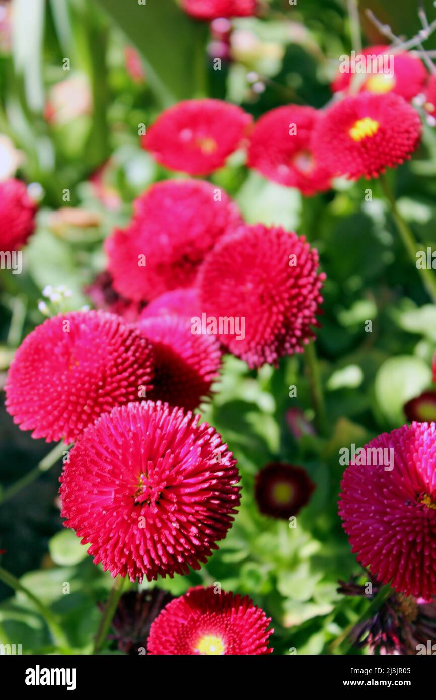Wild plants china hi-res stock photography and images - Alamy