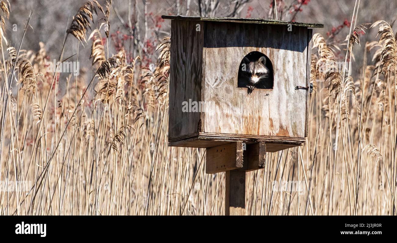 Adult raccoon in barn owl box Stock Photo - Alamy