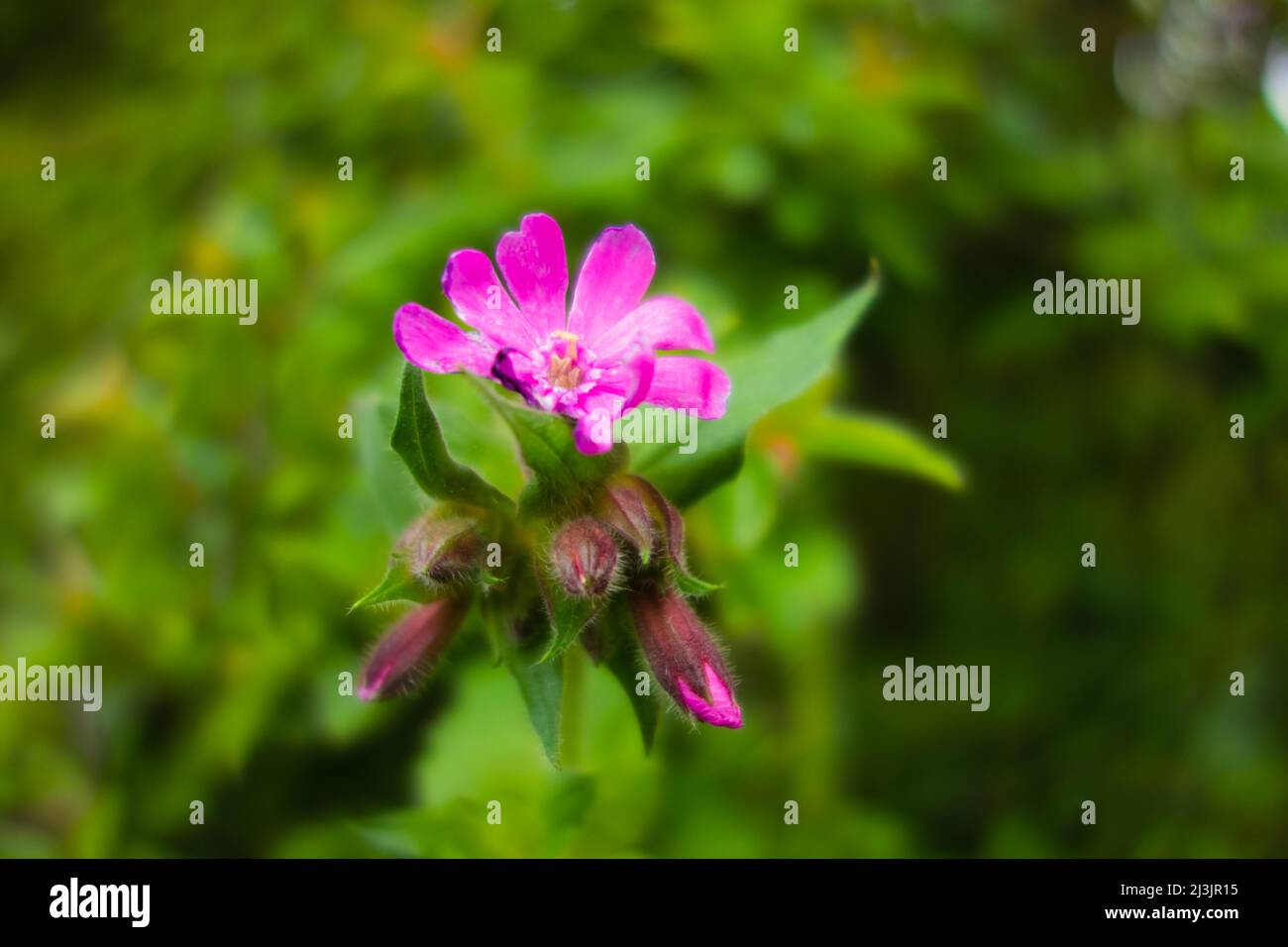 bright pink wildflower isolated on a natural green background Stock ...