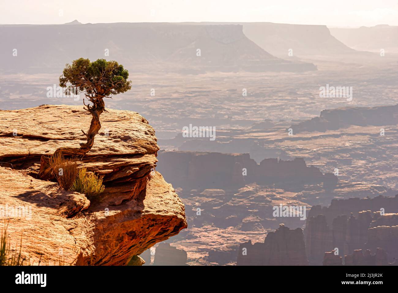 Tree growing on edge cliff hi-res stock photography and images - Alamy