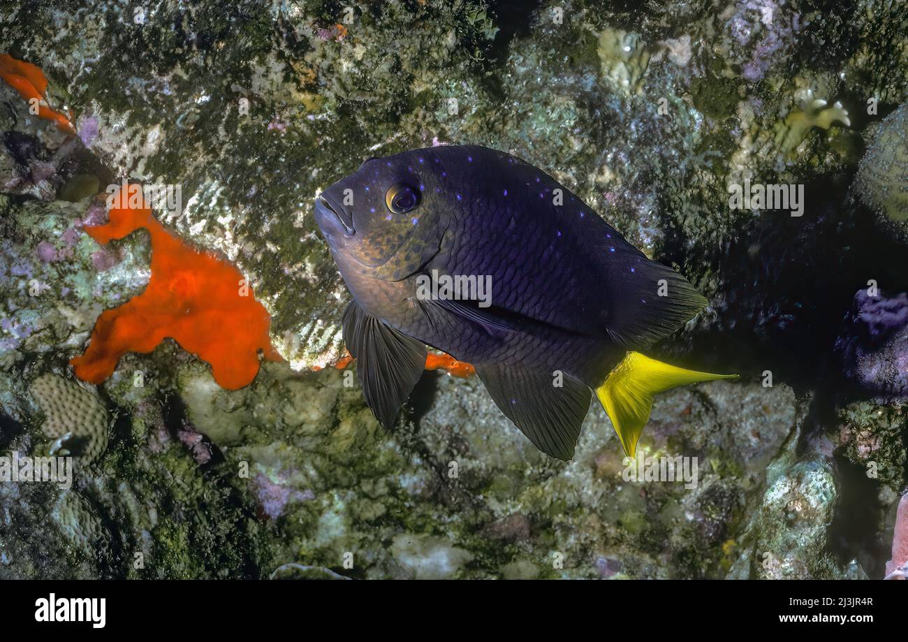 YELLOWTAIL DAMSELFISH, Microspathodon chrysurus, Caribbean Stock Photo ...