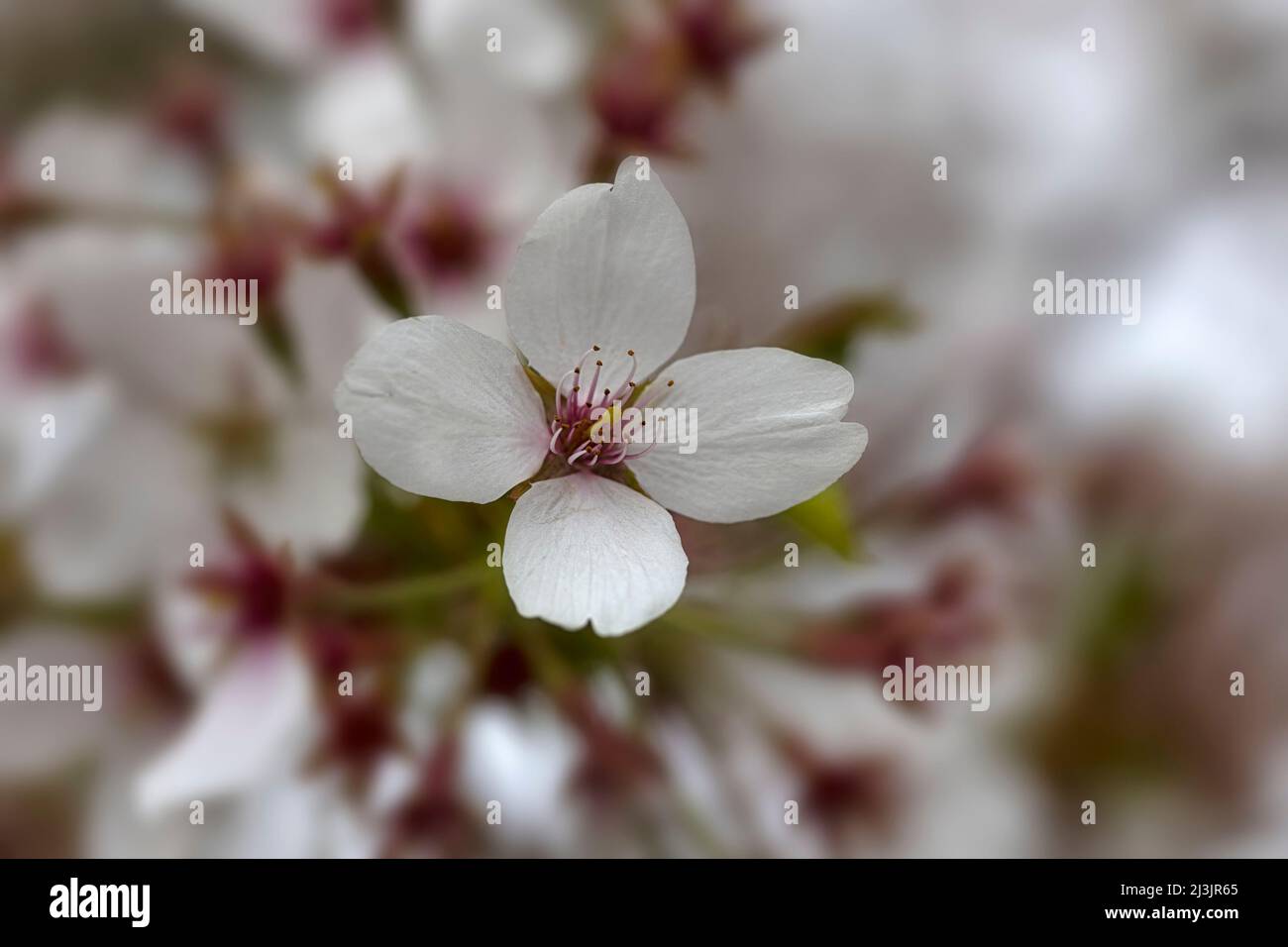 Prunus yedoensis hi-res stock photography and images - Alamy