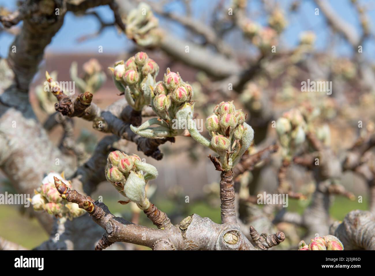 Close up of buds on a pear tree at the budburst growth stage Stock ...