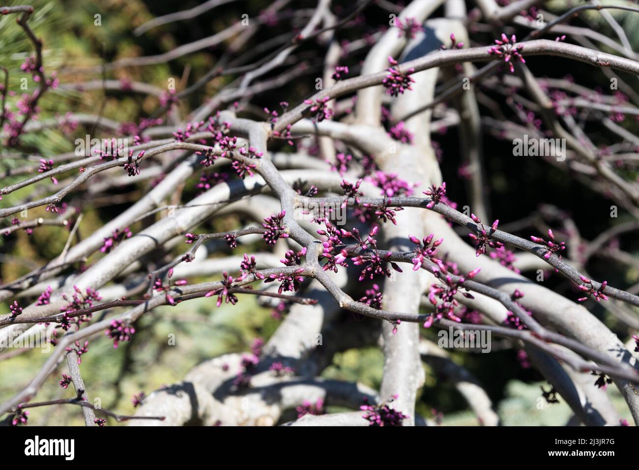 Cercis canadensis 'Ruby Falls' redbud tree in spring Stock Photo - Alamy