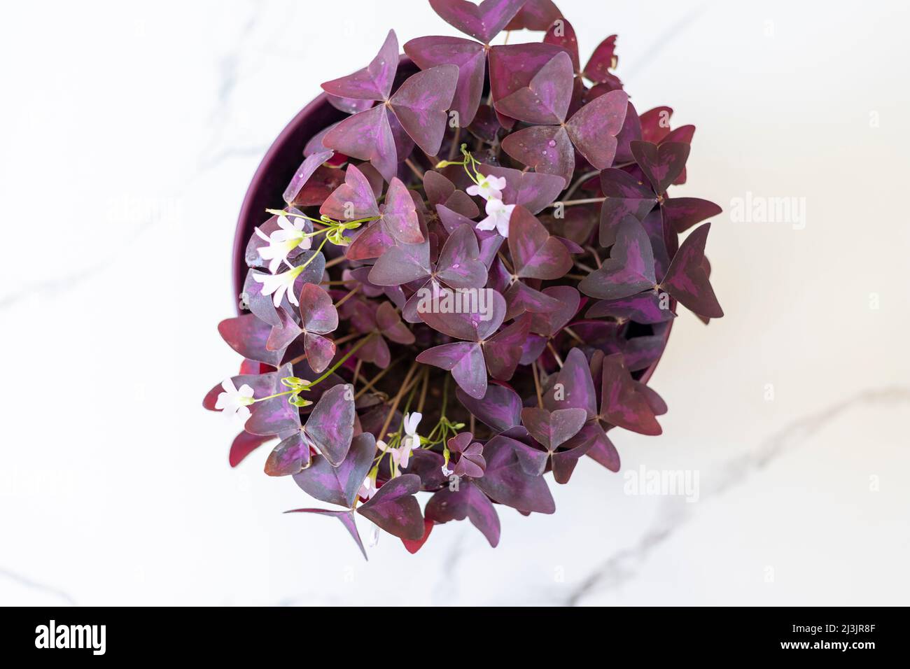 Oxalis triangular hi-res stock photography and images - Alamy