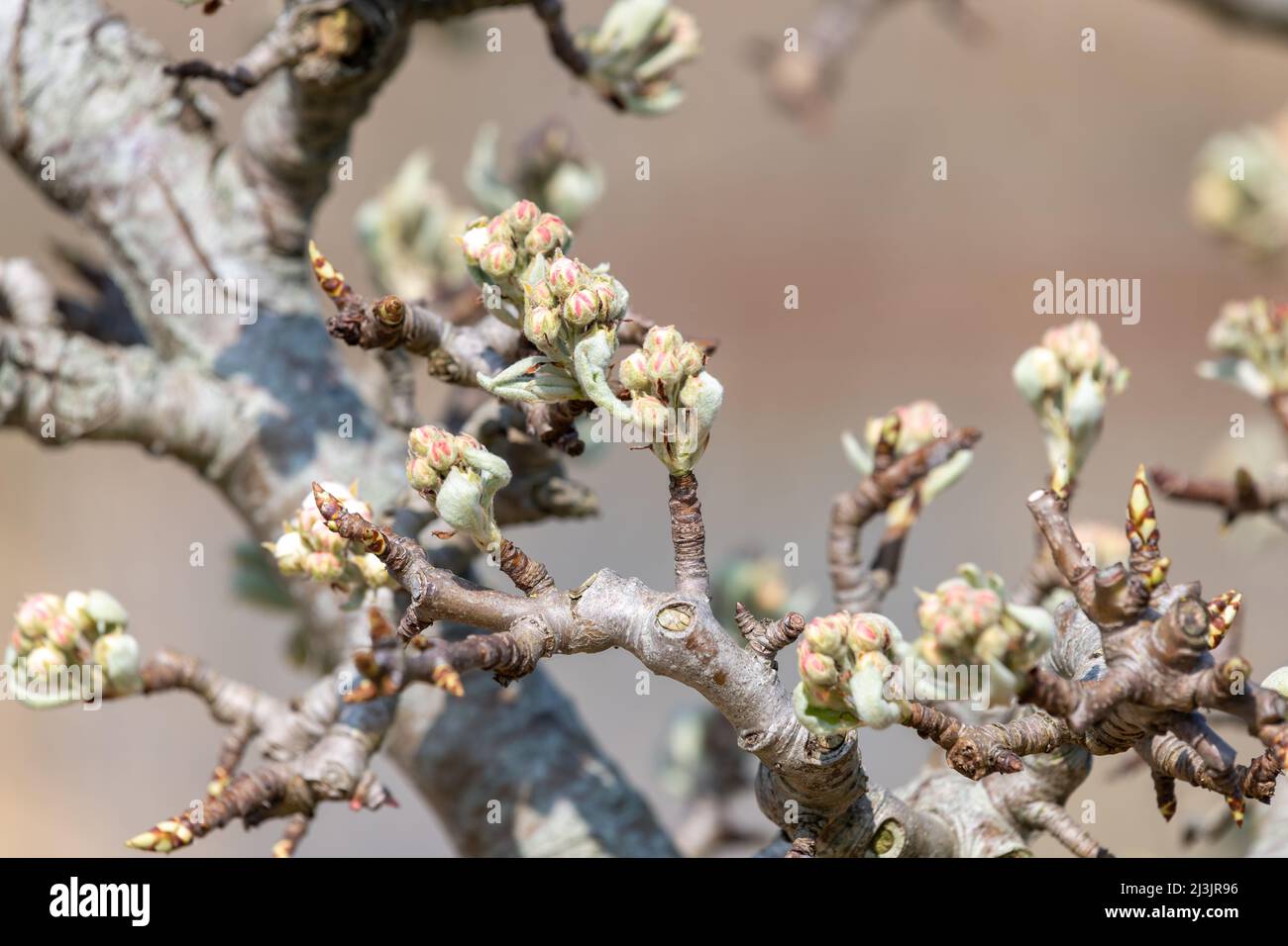 Close up of buds on a pear tree at the budburst growth stage Stock ...