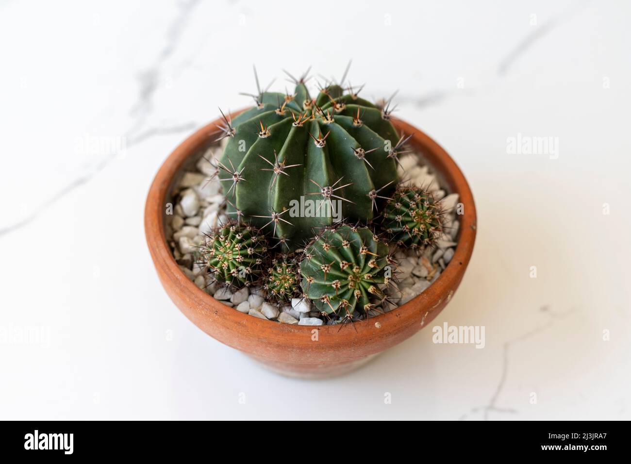 Cactus with pups in a clay pot Stock Photo - Alamy