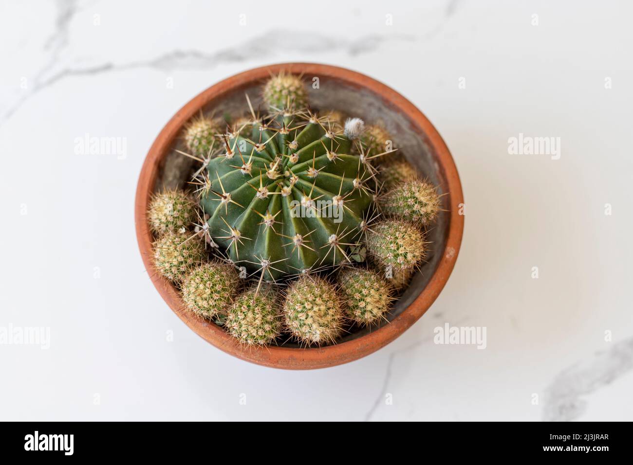 Cactus pups hi-res stock photography and images - Alamy