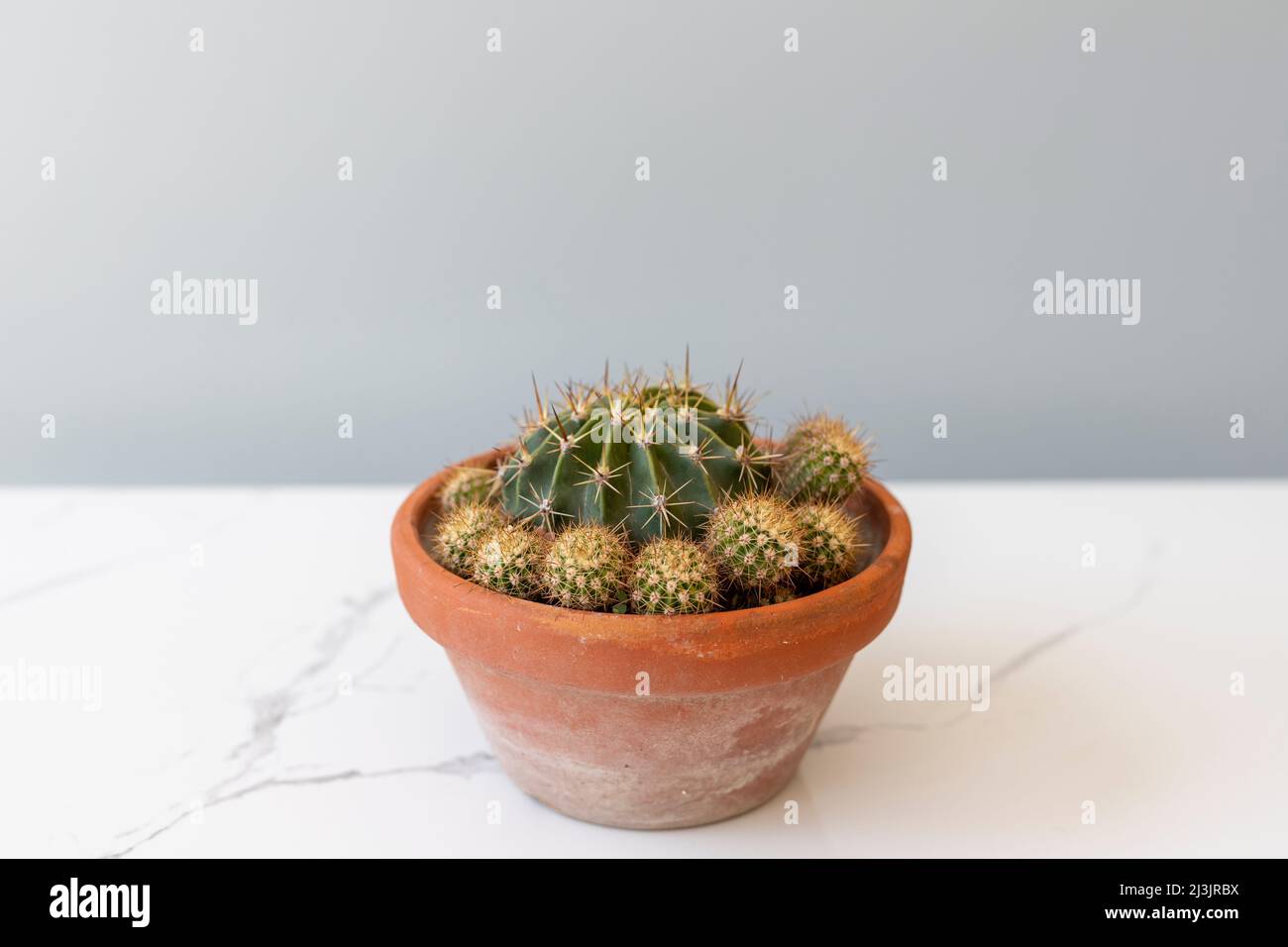 Cactus with offsets in a pot Stock Photo - Alamy
