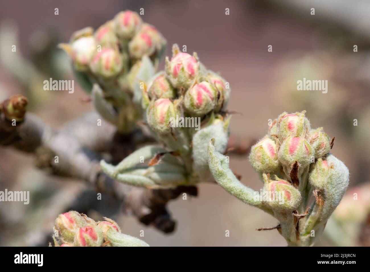 Close up of buds on a pear tree at the budburst growth stage Stock ...