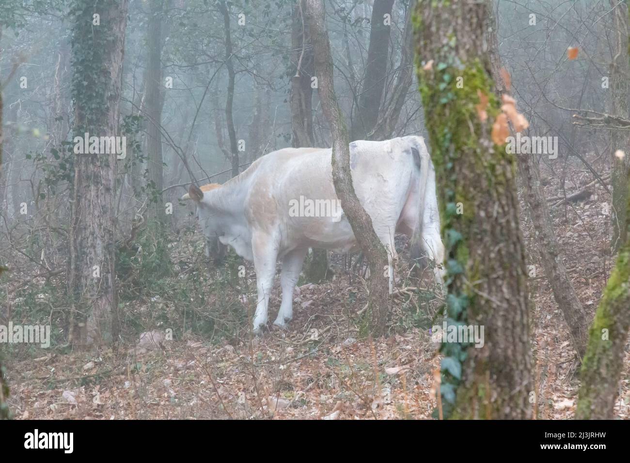 A white cow in the middle of a wood with mist Stock Photo - Alamy
