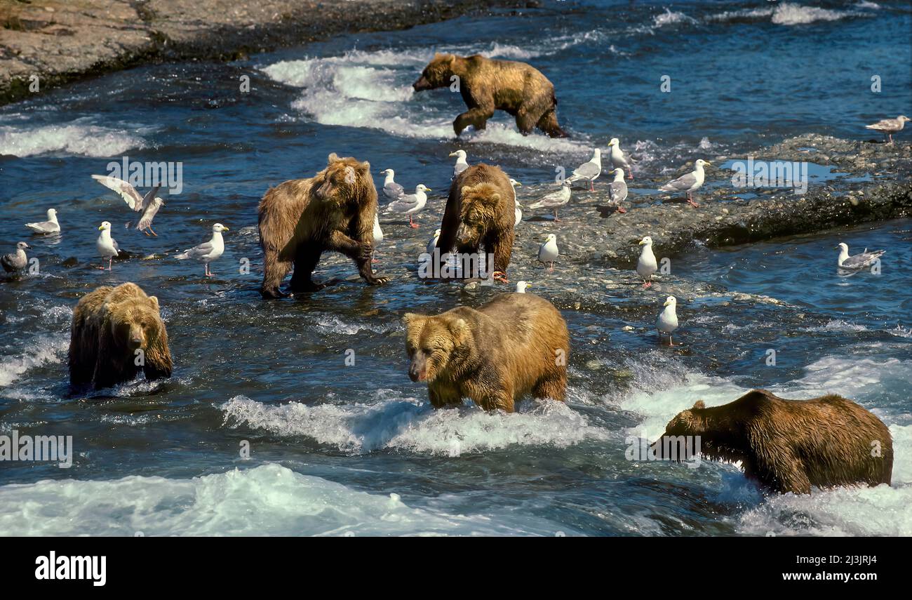 Alaskan Brown Bears (Grizzly Bear) Catching Salmon, McNeil River ...