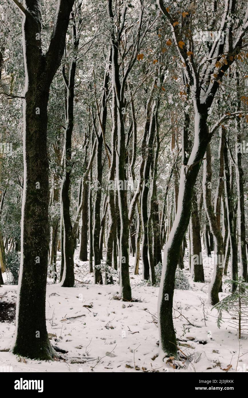 Trees covered by snow in winter, making beautiful and abstract textures ...