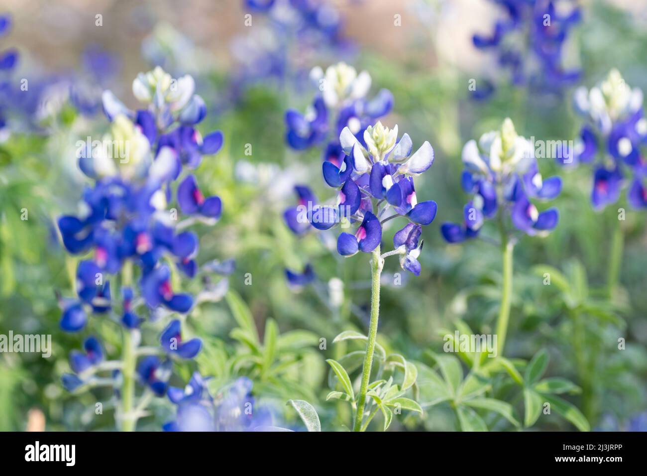 The bluebonnet is the state flower of Texas Stock Photo - Alamy