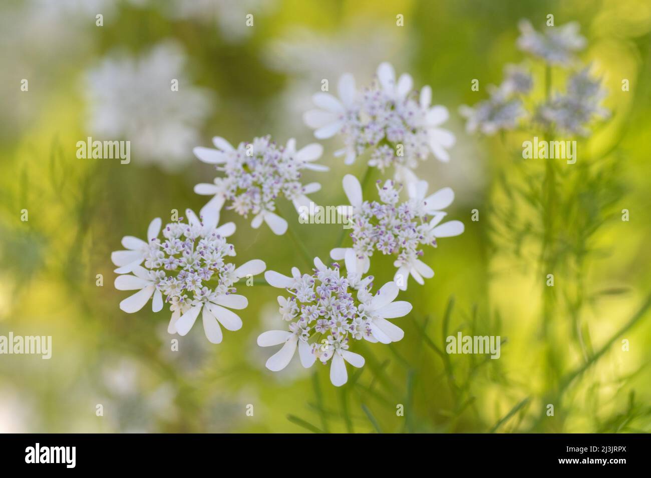 When cilantro (coriander) bolts, it produces beautiful white blooms ...